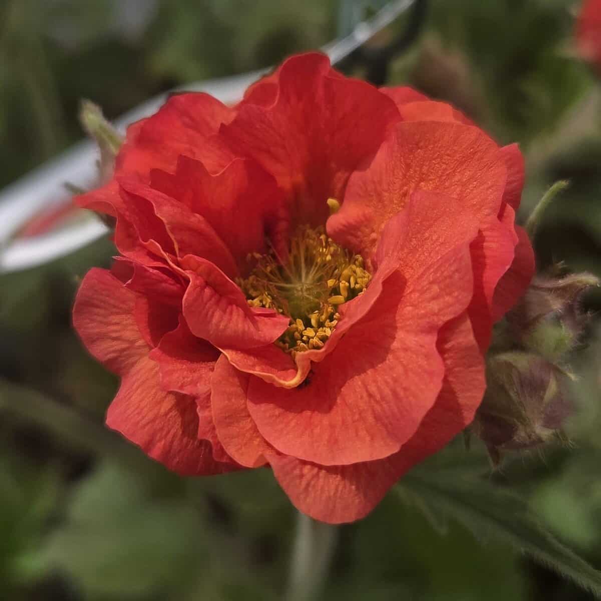 Geum 'Scarlet Tempest' | Middleton Nurseries
