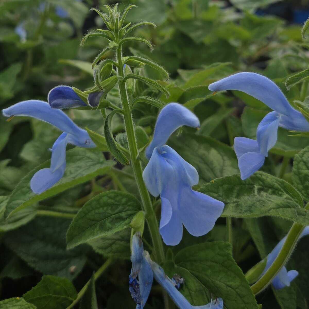 Salvia patens 'Beyond Blue' | Middleton Nurseries