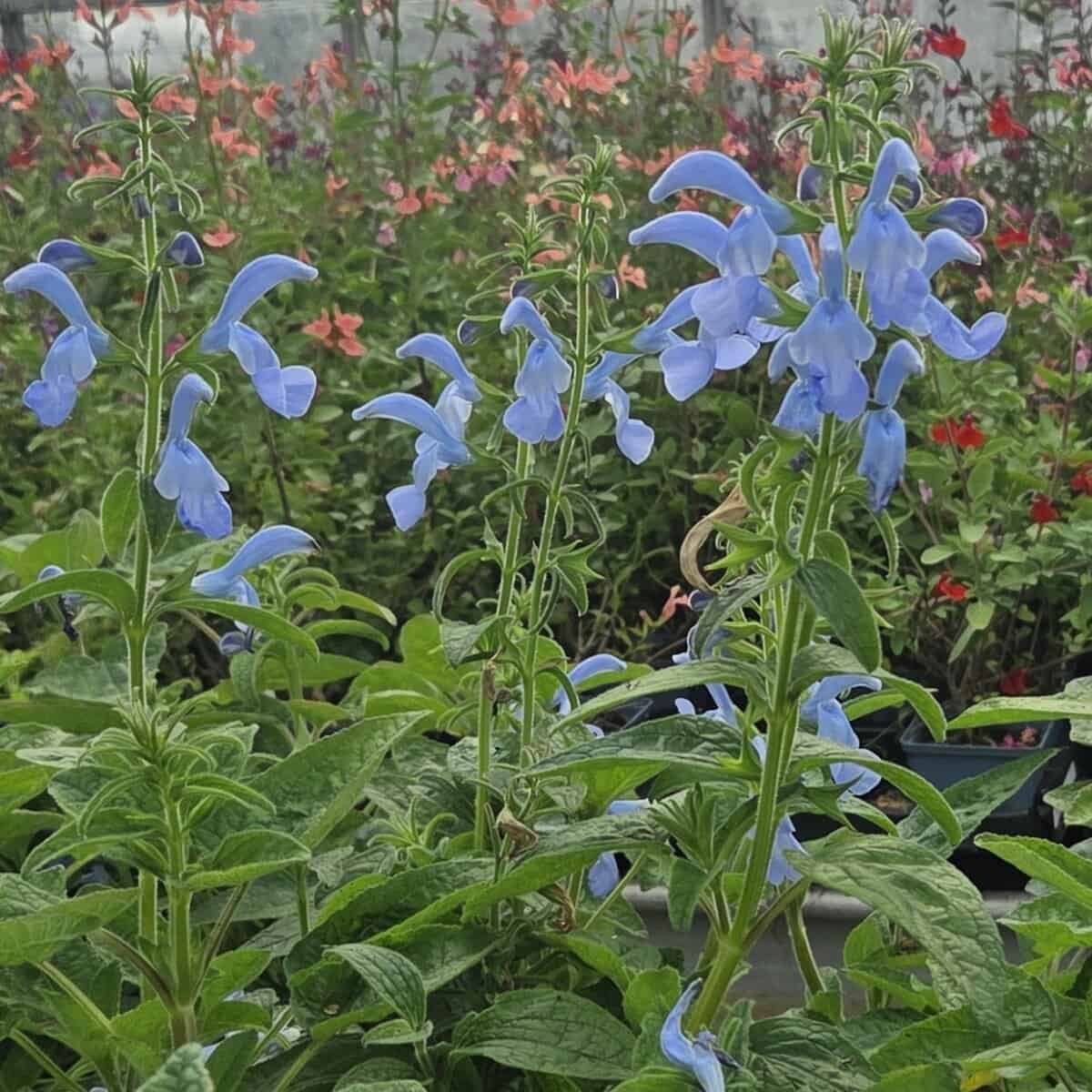 Salvia patens 'Beyond Blue' | Middleton Nurseries