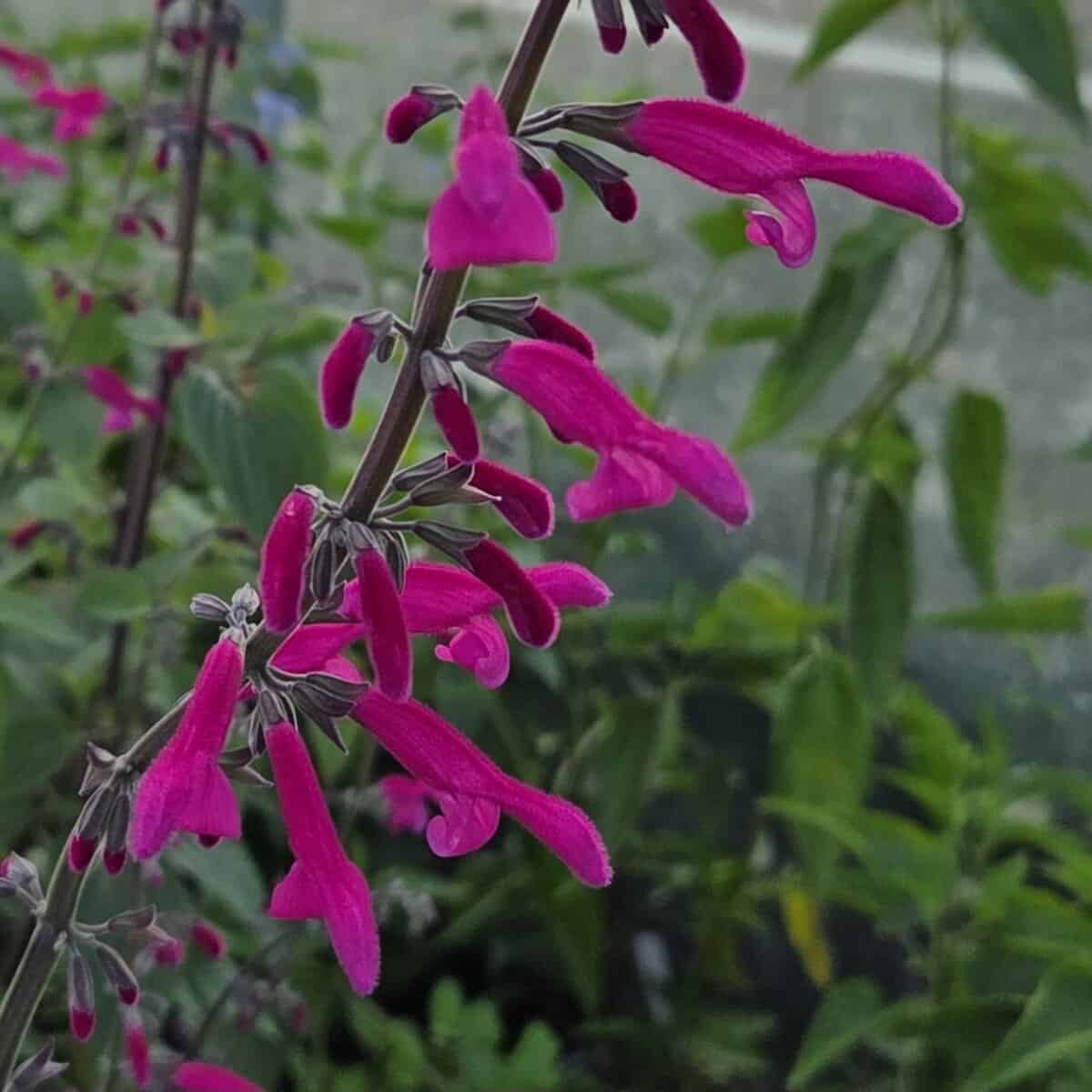 Salvia 'curviflora' | Middleton Nurseries