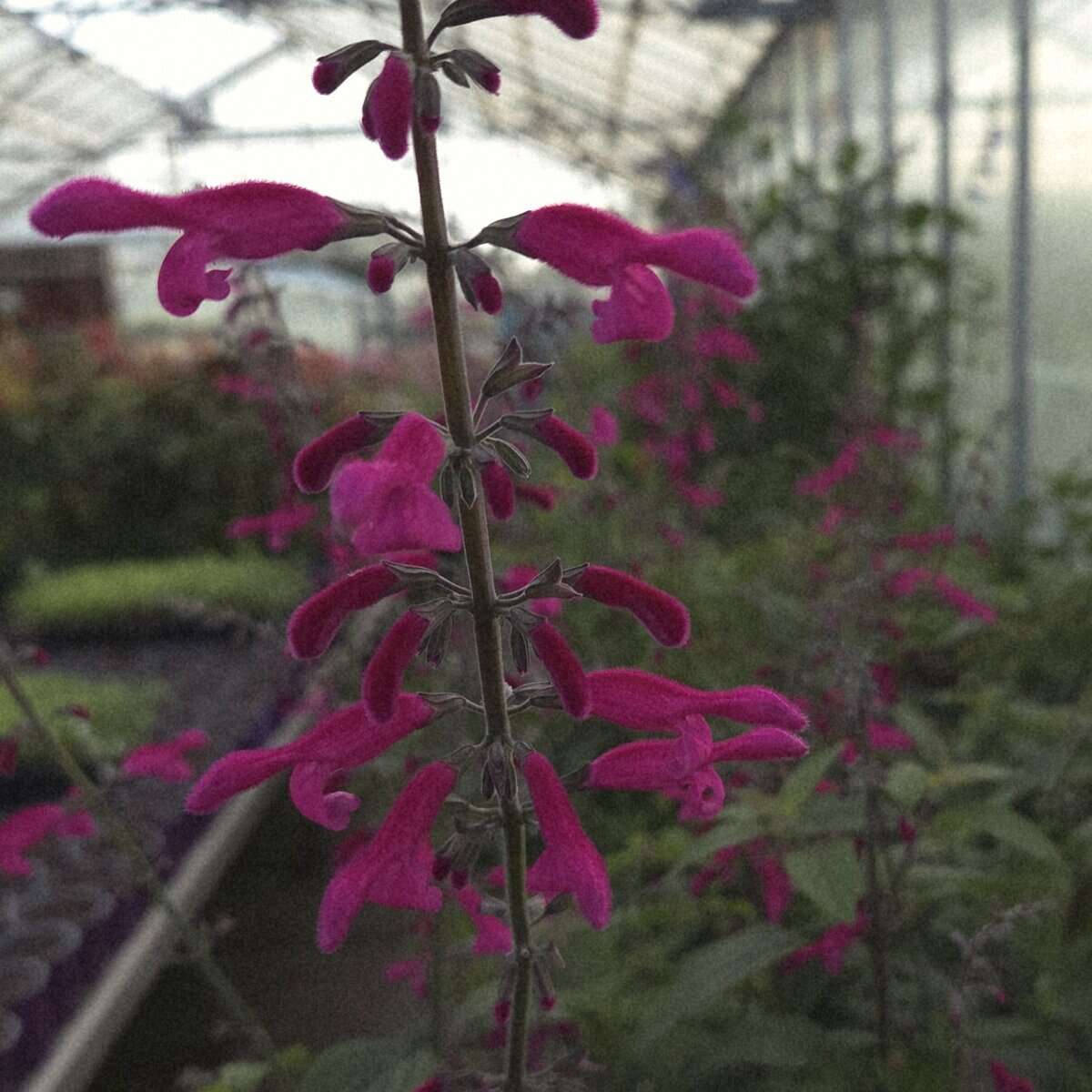 Salvia 'curviflora' | Middleton Nurseries