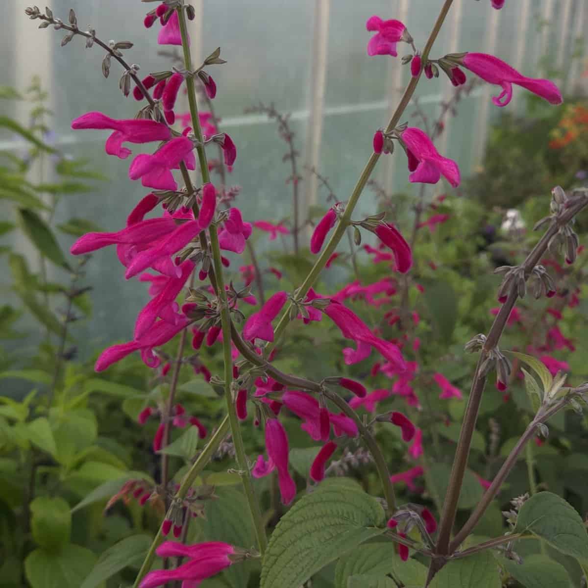 Salvia 'curviflora' | Middleton Nurseries