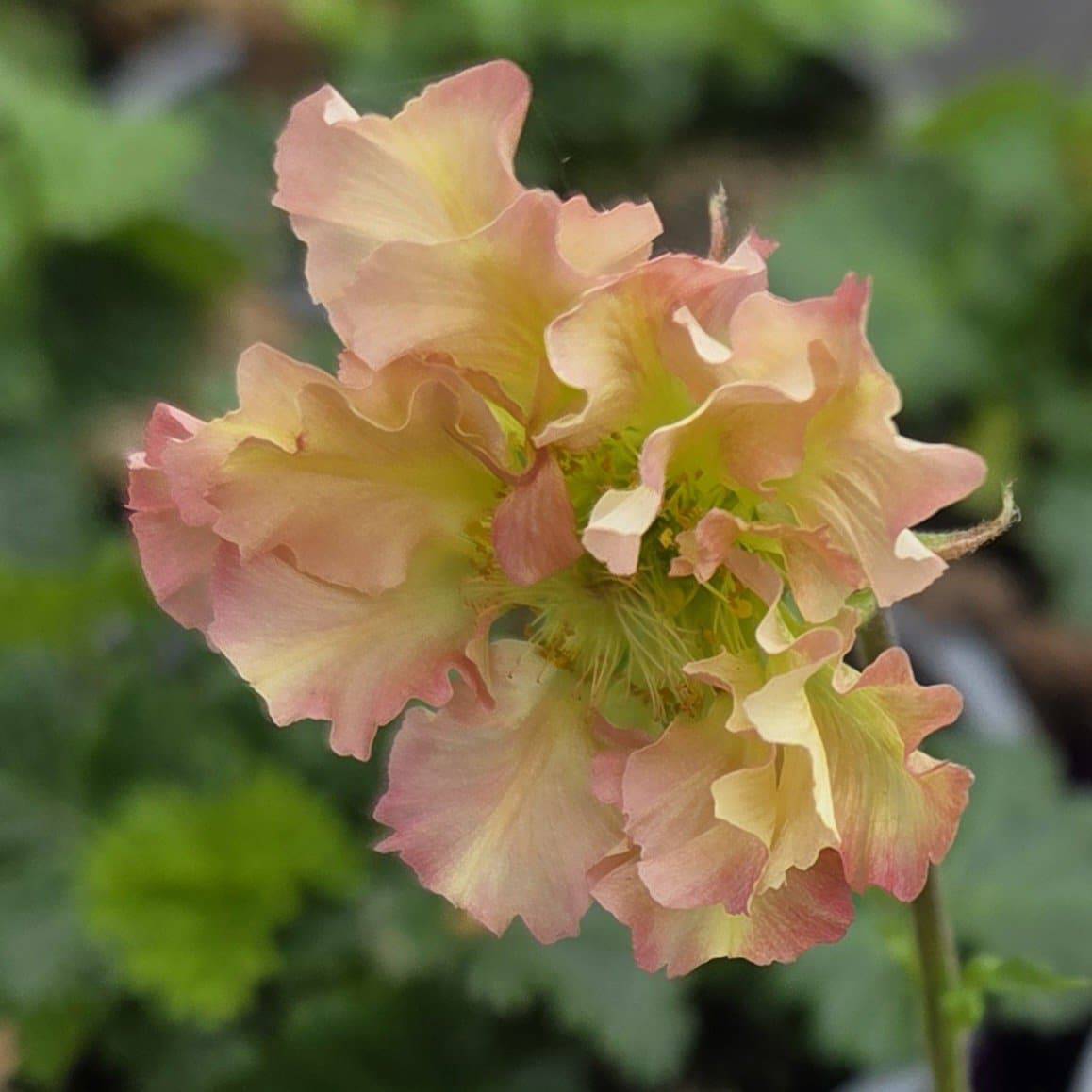 Geum 'Petticoats Peach' | Middleton Nurseries