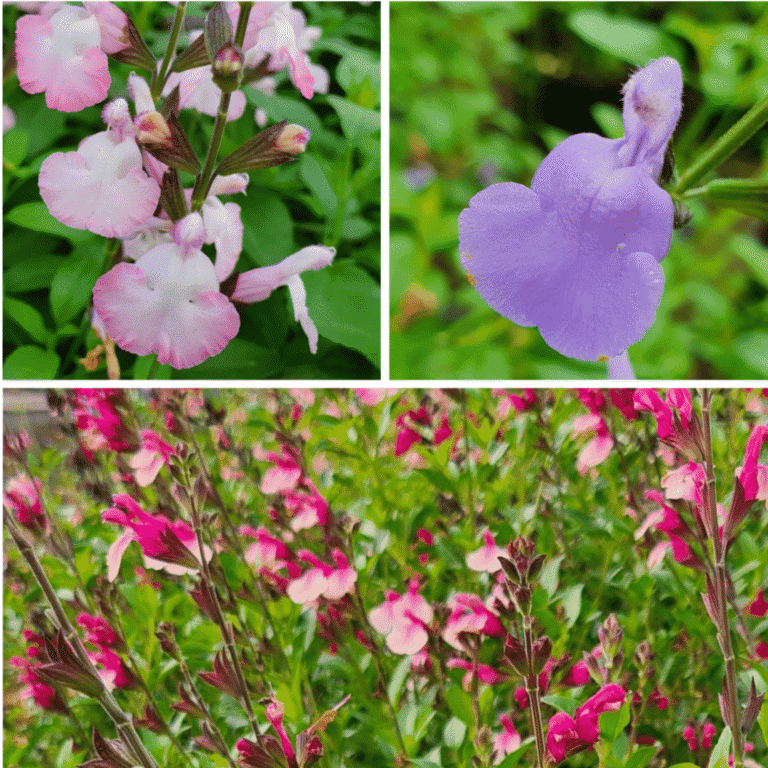 RHS Chelsea Flower Show 'Plant of the Year' 2021 | Middleton Nurseries