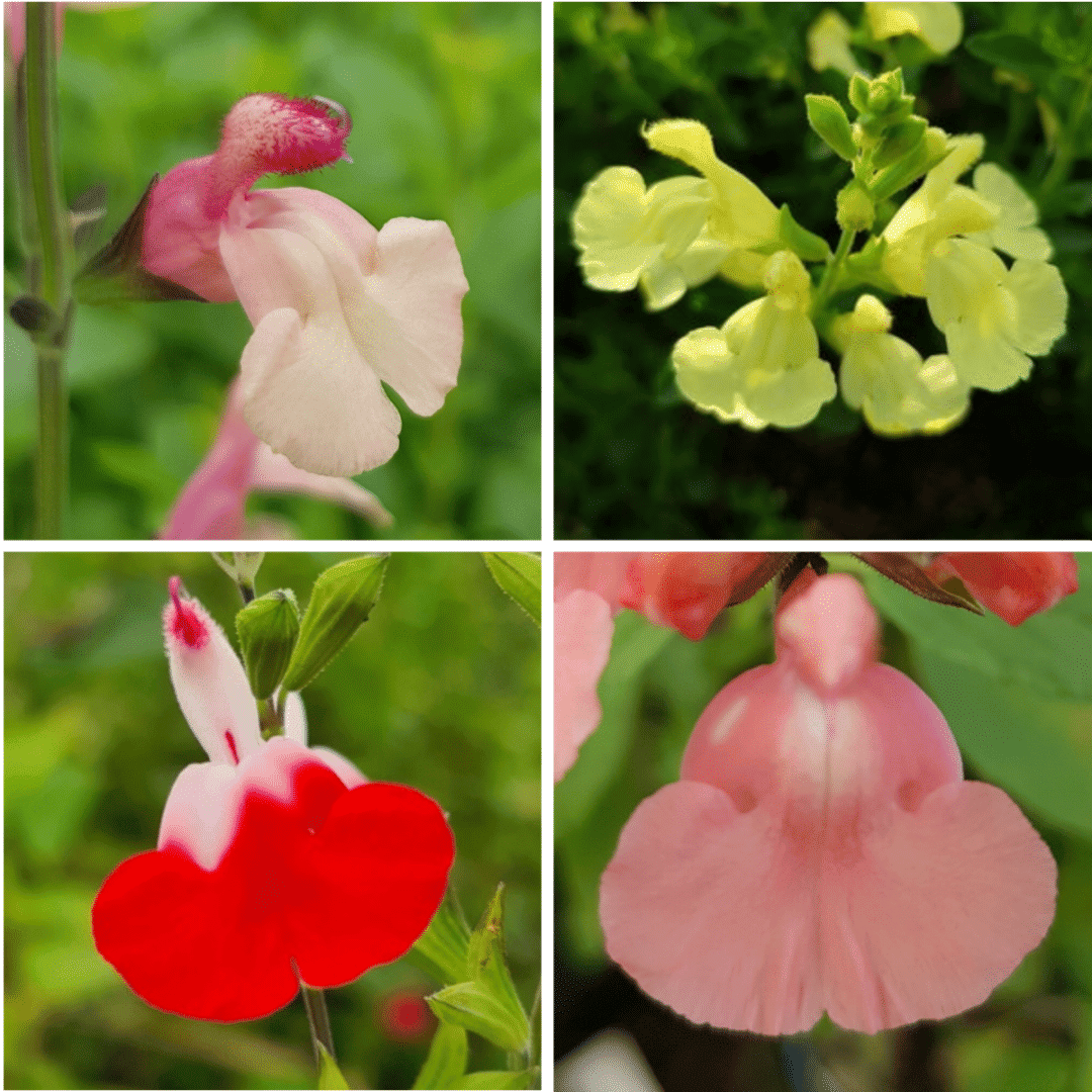 Salvia Vermelha Greggii Salvia Greggii Red 1 Gallon Flame Autumn Sage