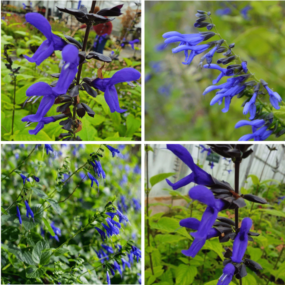 Salvia Varieties: guaranitica | Middleton Nurseries