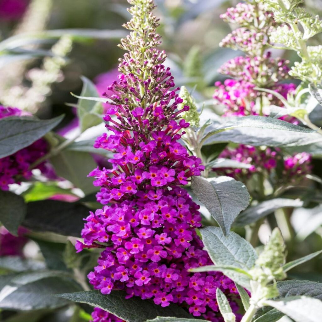 Buddleja davidii ‘Buzz Hot Raspberry’ (Butterfly bush) | Middleton ...