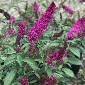 Buddleja davidii ‘Buzz Hot Raspberry’ (Butterfly bush) | Middleton ...
