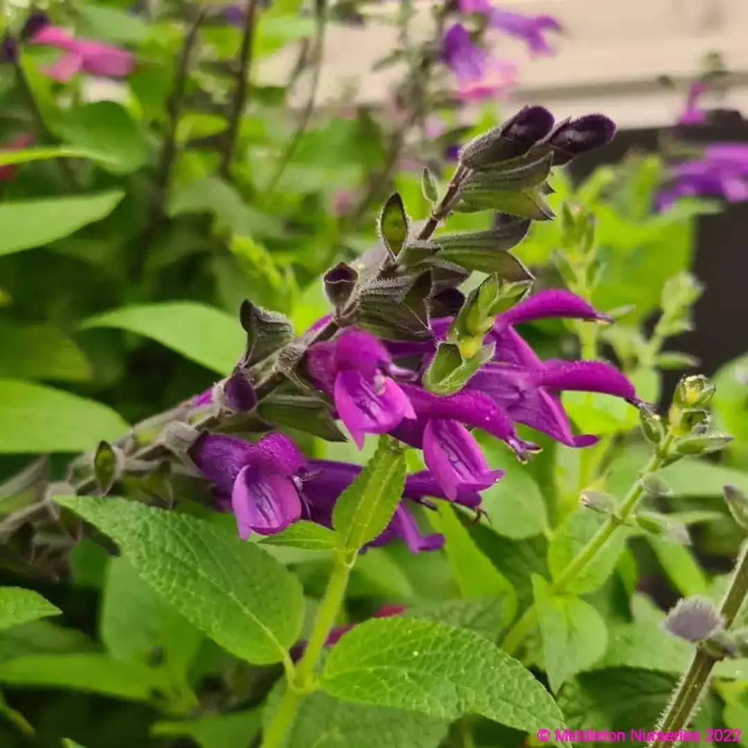 Salvia 'Amigo' | Middleton Nurseries