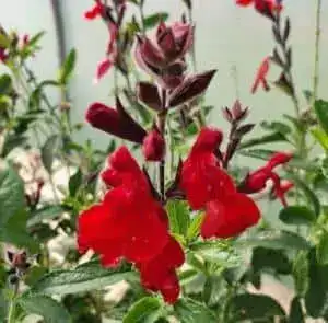 Salvia Vermelha Greggii Salvia Greggii Red 1 Gallon Flame Autumn Sage