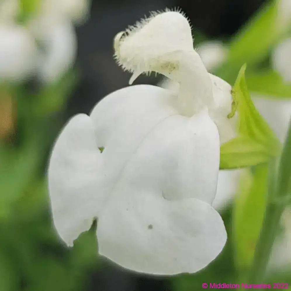 Salvia greggii 'alba' | Middleton Nurseries