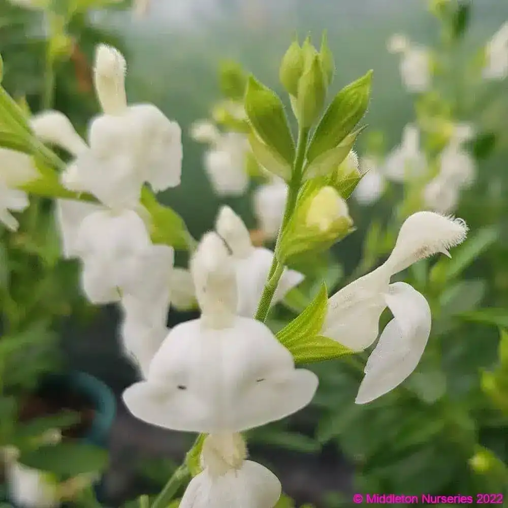 Salvia greggii 'alba' | Middleton Nurseries