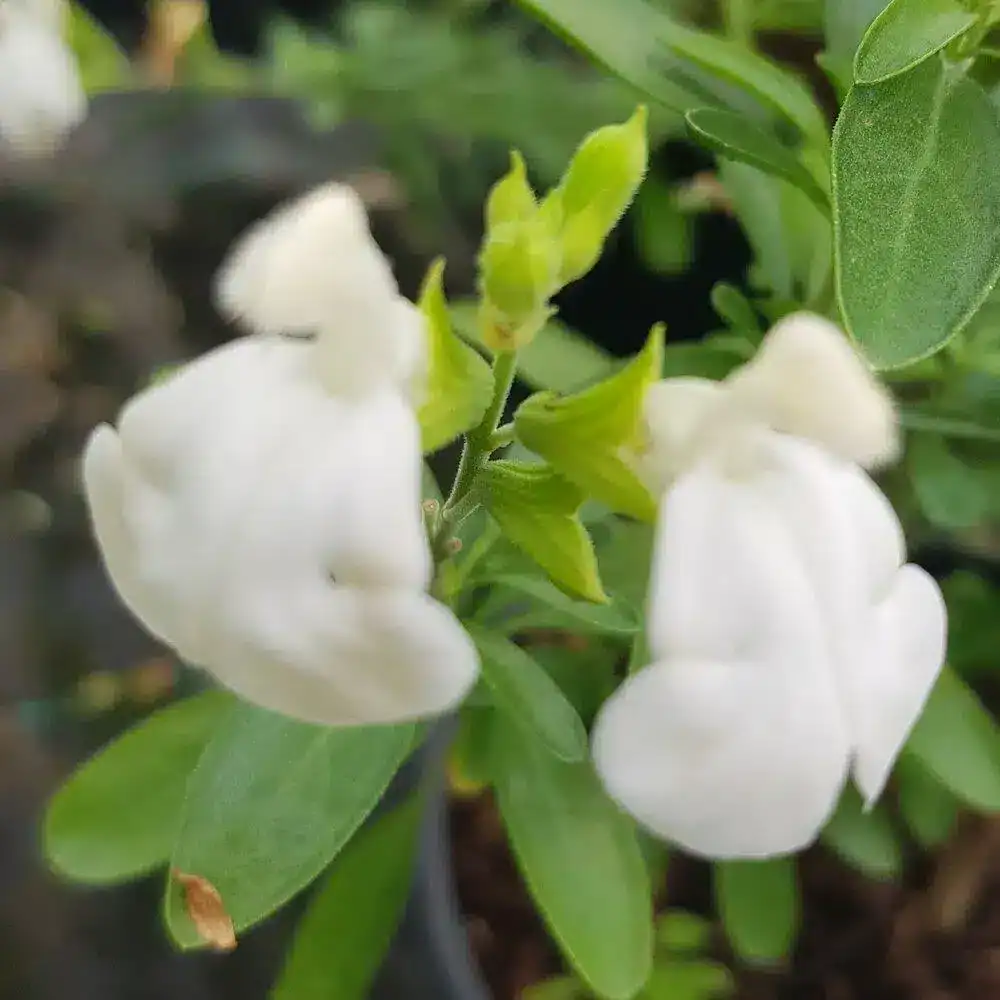 Salvia greggii 'alba' | Middleton Nurseries