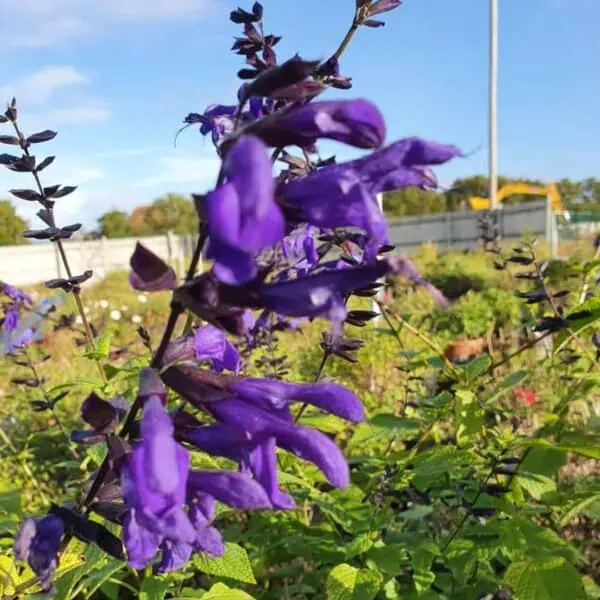 Salvia Guaranitica 'Animo' | Buy Online UK | Middleton Nurseries