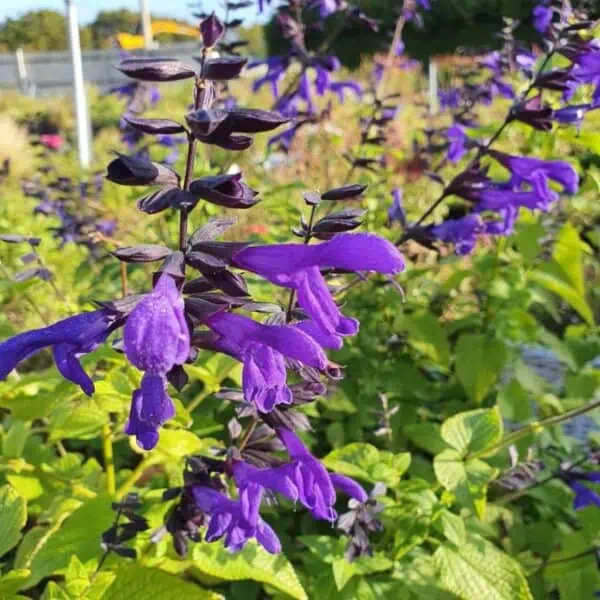 Salvia Guaranitica 'Animo' | Buy Online UK | Middleton Nurseries