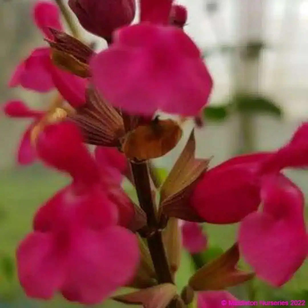Salvia Leucantha 'Purple Velvet' | Middleton Nurseries