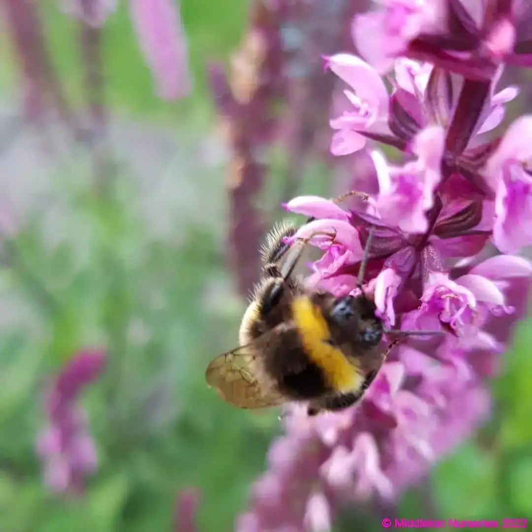 Salvia nemorosa 'Sensation Rose' | Middleton Nurseries