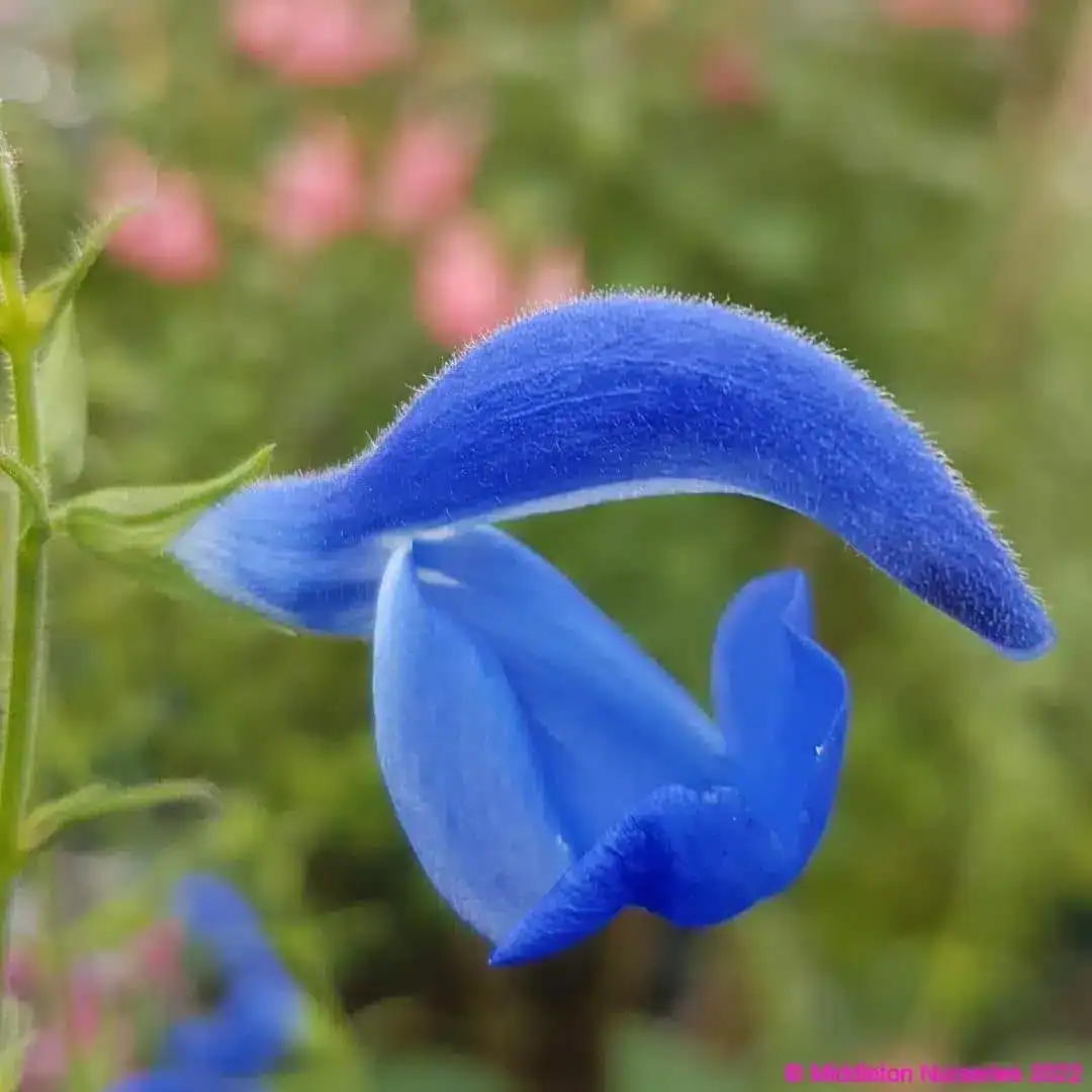 Salvia guaranitica 'Amino' | Middleton Nurseries