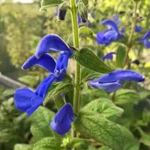 Salvia patens ‘Blue Angel’ | Middleton Nurseries