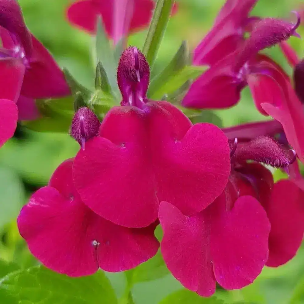 Salvia greggii 'Emperor' | Middleton Nurseries