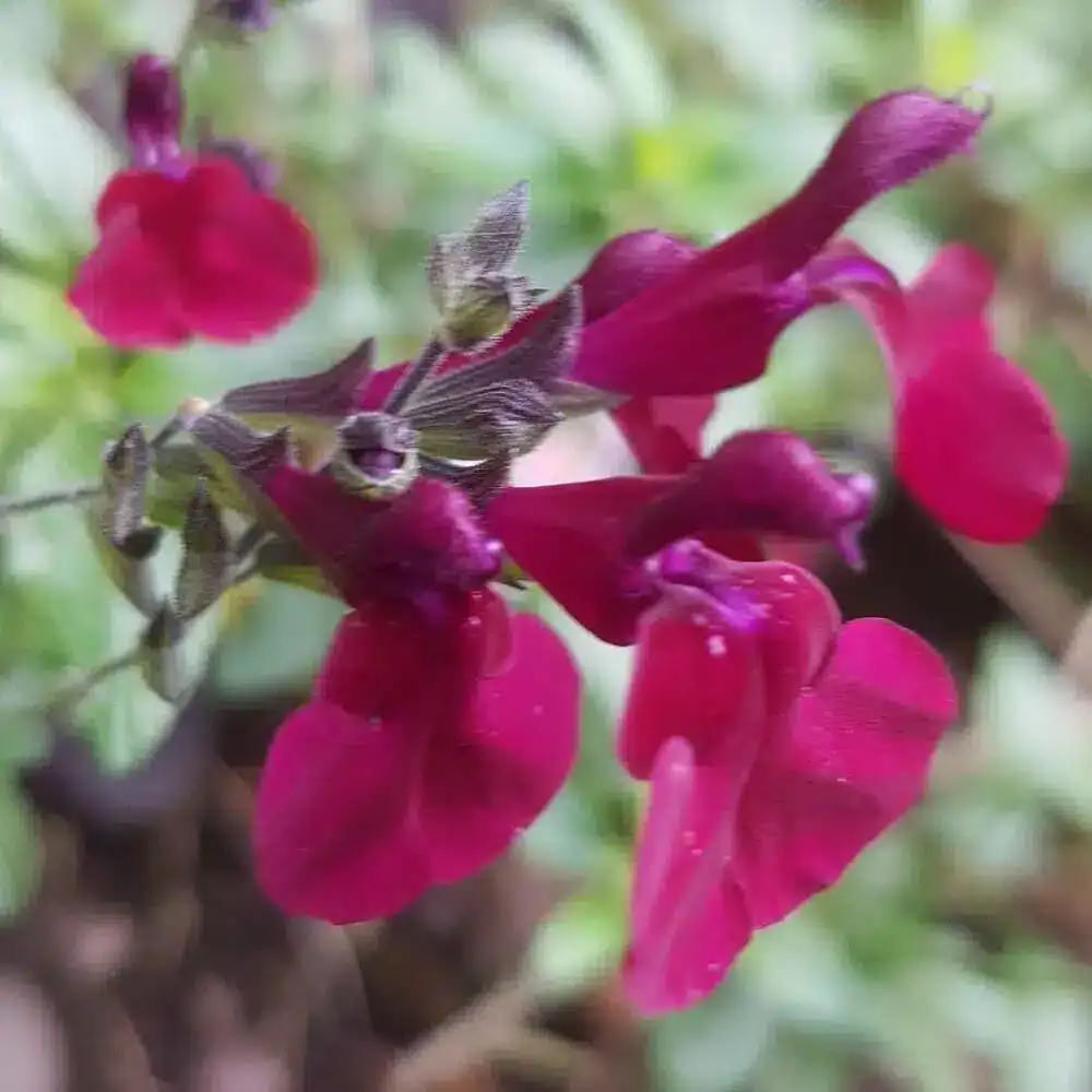 Salvia 'Dyson's Maroon' | Middleton Nurseries