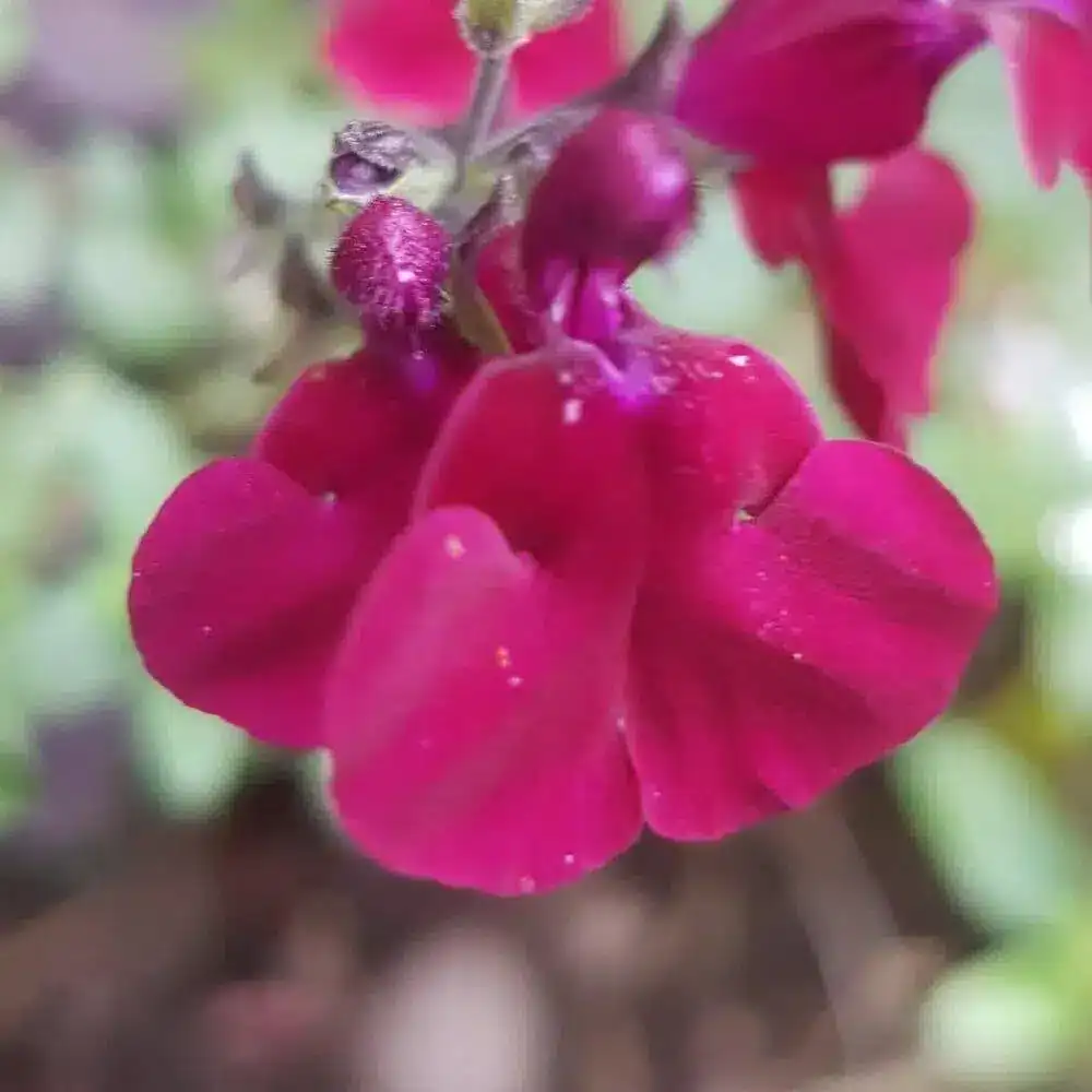 Salvia 'Dyson's Maroon' | Middleton Nurseries