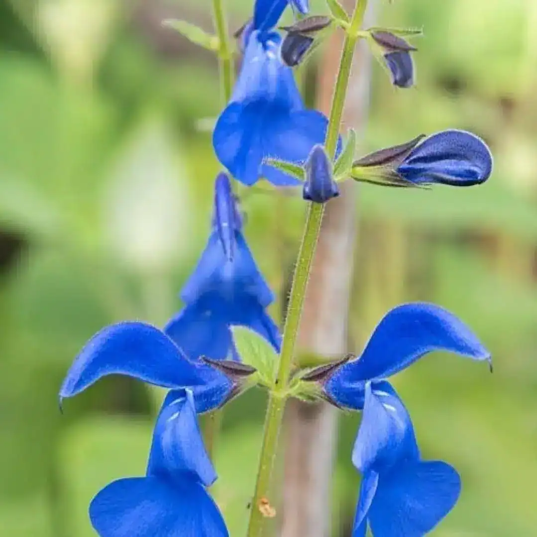 Salvia patens ‘Patio Deep Blue’ (Seed) | Middleton Nurseries