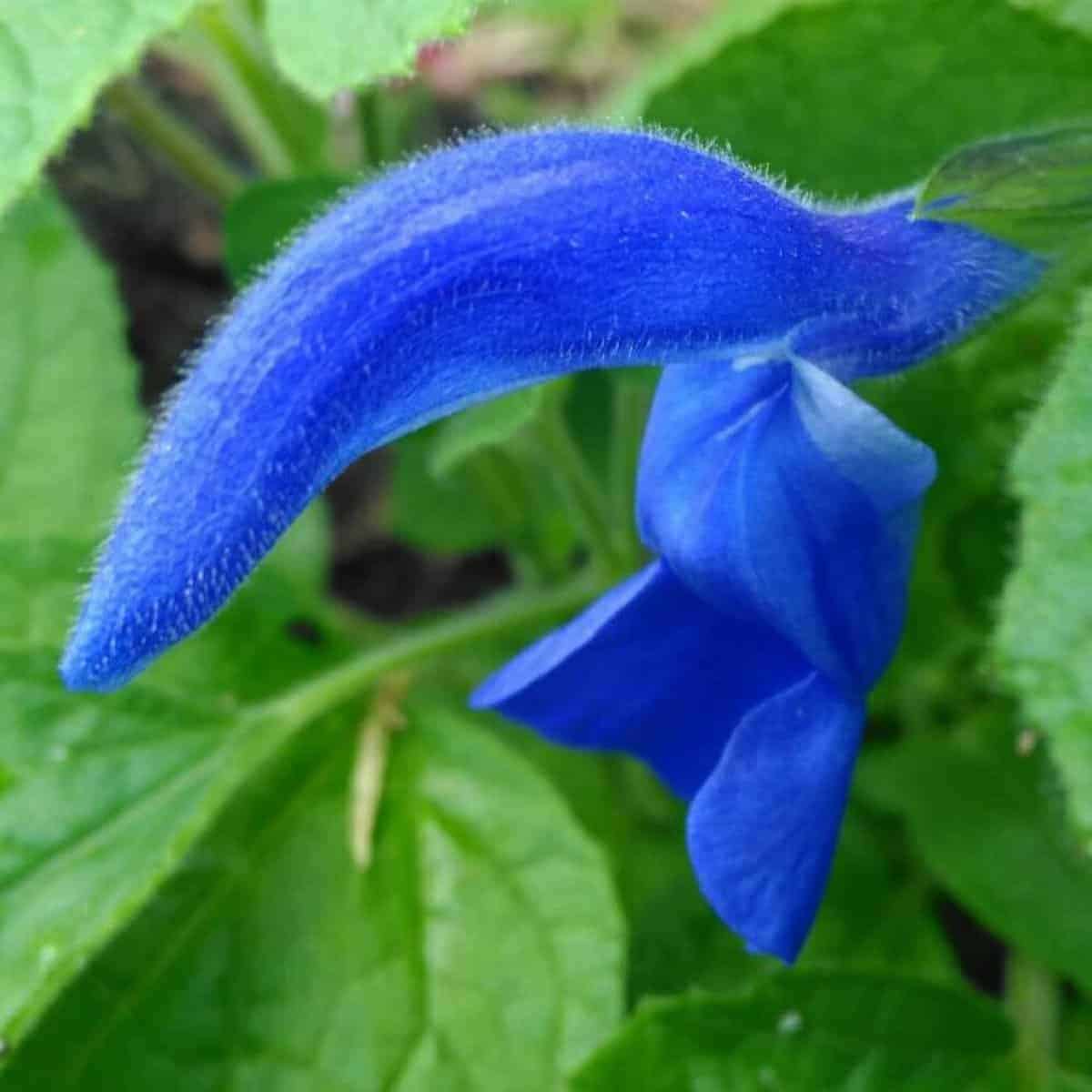 Salvia patens 'Patio Deep Blue' | Middleton Nurseries