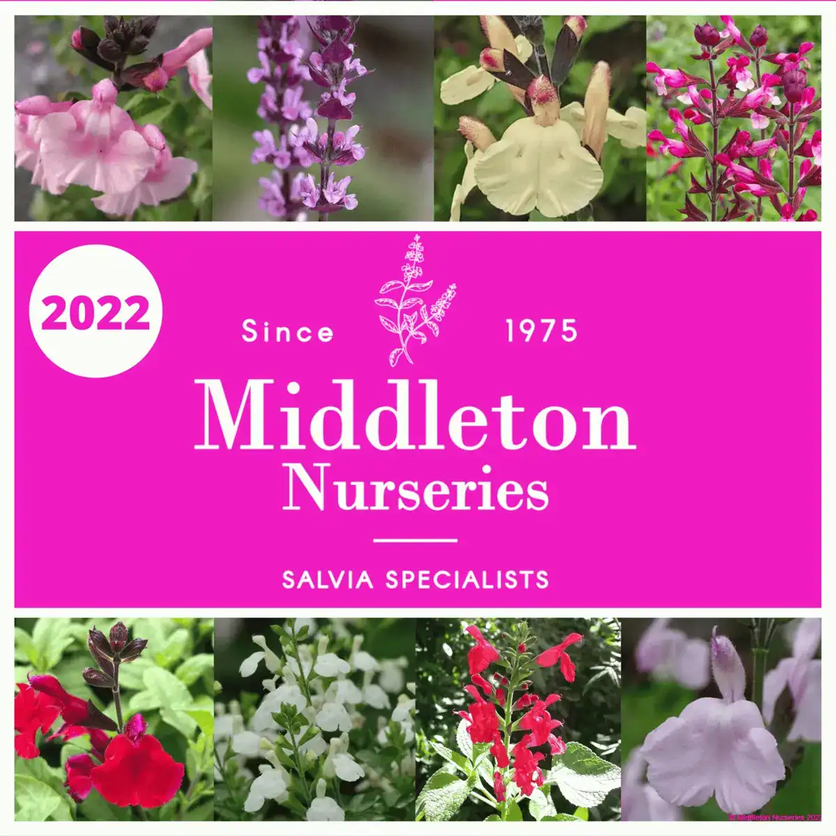 2022 Salvia Collection | Middleton Nurseries