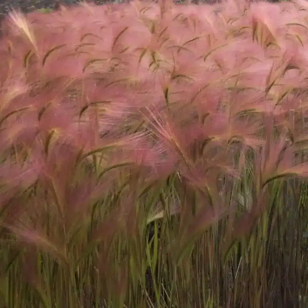 Grasses | Middleton Nurseries