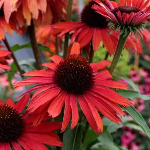 Echinacea 'Fountain Red' (Fountain Series) (Coneflower) | Middleton ...