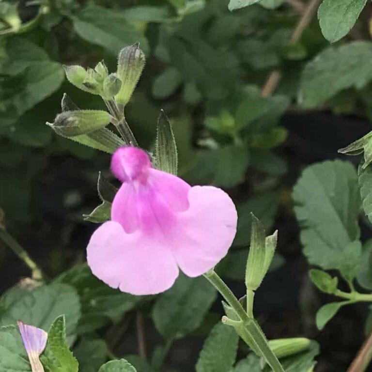 Salvia microphylla 'Delice Hesperides' - Middleton Nurseries