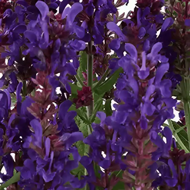 Salvia nemorosa 'Dark Matter' | Middleton Nurseries
