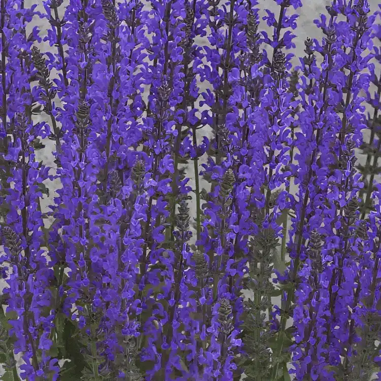 Salvia nemorosa 'Salute Deep Blue' | Middleton Nurseries