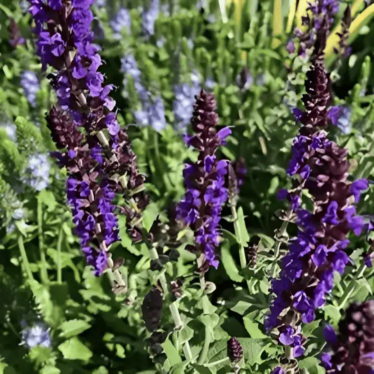 Salvia nemorosa 'Salute Deep Blue' | Middleton Nurseries