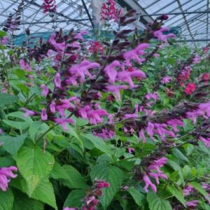 Salvia 'Pink Amistad' - Introduced by Middleton Nurseries