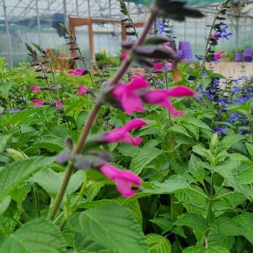 Buy Hardy Salvia 'Pink Amistad' - UK Grown Salvias Online