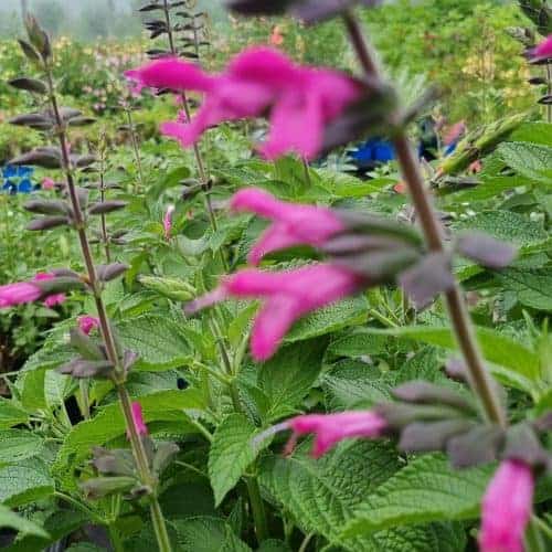 Buy Hardy Salvia 'Pink Amistad' - UK Grown Salvias Online
