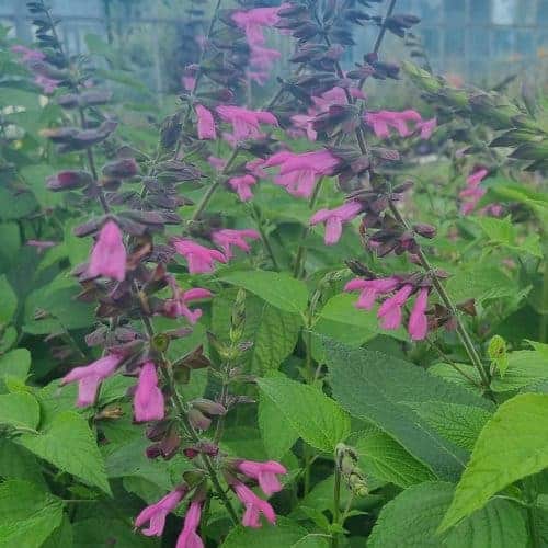 Buy Hardy Salvia 'Pink Amistad' - UK Grown Salvias Online