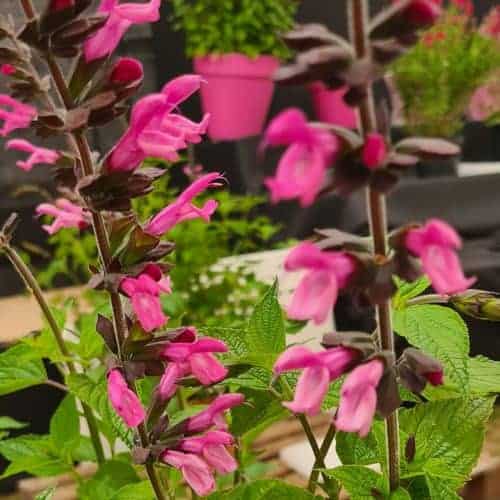 Buy Hardy Salvia 'Pink Amistad' - UK Grown Salvias Online