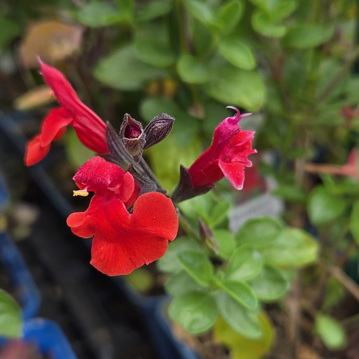 Salvia Vermelha Greggii Salvia Greggii Red 1 Gallon Flame Autumn Sage