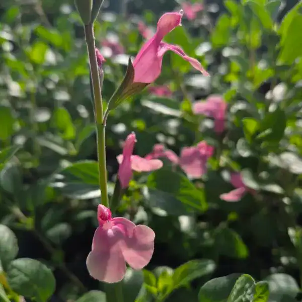 Salvia 'Candy Dream' | Buy Online UK | Middleton Nurseries