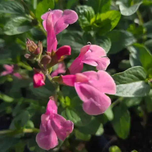 Salvia 'Candy Dream' | Buy Online UK | Middleton Nurseries