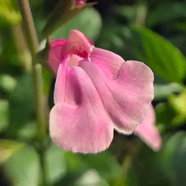 Salvia 'Candy Dream' | Buy Online UK | Middleton Nurseries