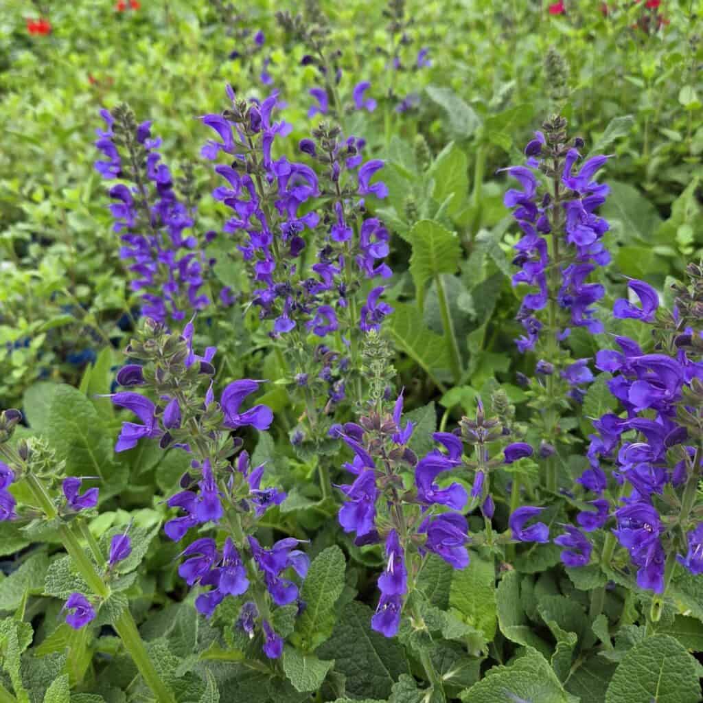 Salvia 'Fashionista Midnight Model' | Buy Online UK | Middleton Nurseries