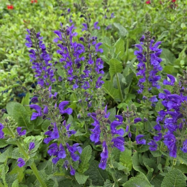 Salvia 'Fashionista Midnight Model' | Buy Online UK | Middleton Nurseries