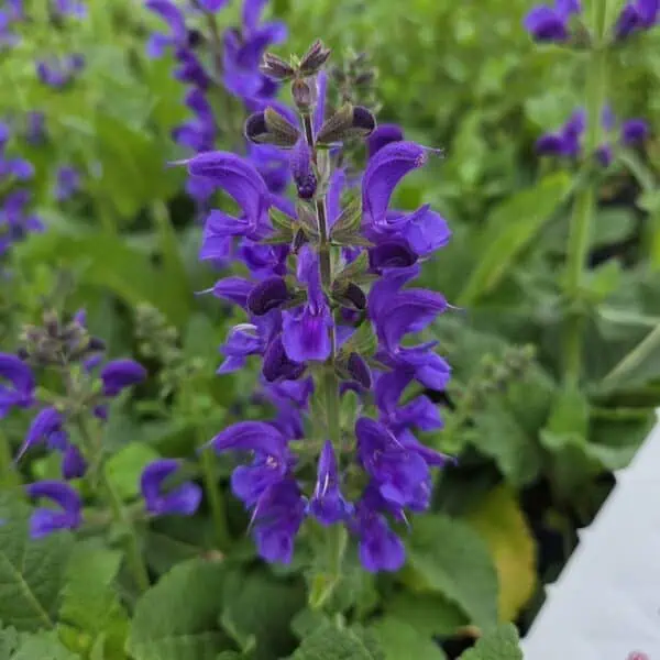 Salvia 'Fashionista Midnight Model' | Buy Online UK | Middleton Nurseries