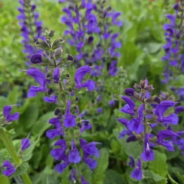 Salvia 'Fashionista Midnight Model' | Buy Online UK | Middleton Nurseries