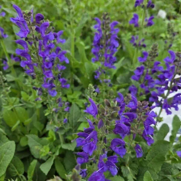Salvia 'Fashionista Midnight Model' | Buy Online UK | Middleton Nurseries