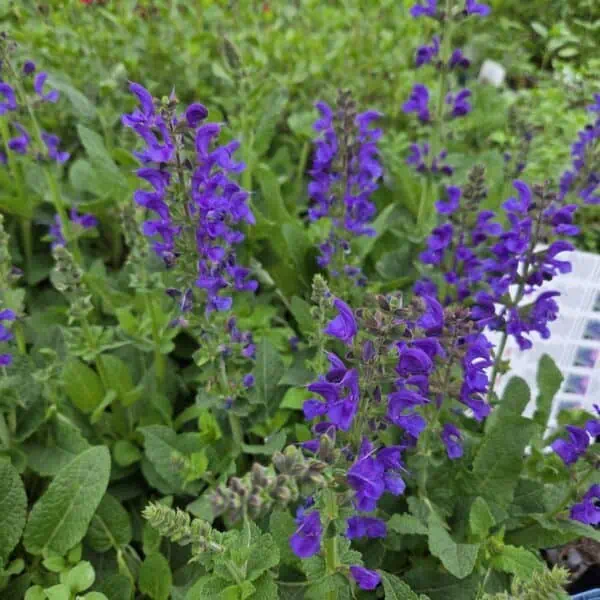 Salvia 'Fashionista Midnight Model' | Buy Online UK | Middleton Nurseries